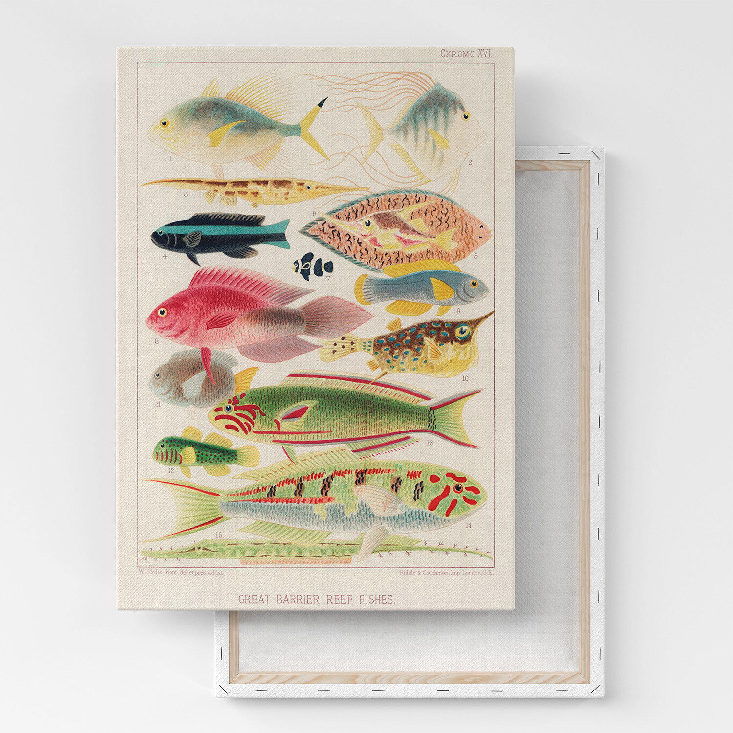 Картина на холсте, репродукция / The Great Barrier Reef of Australia / Размер 30 x 40 см