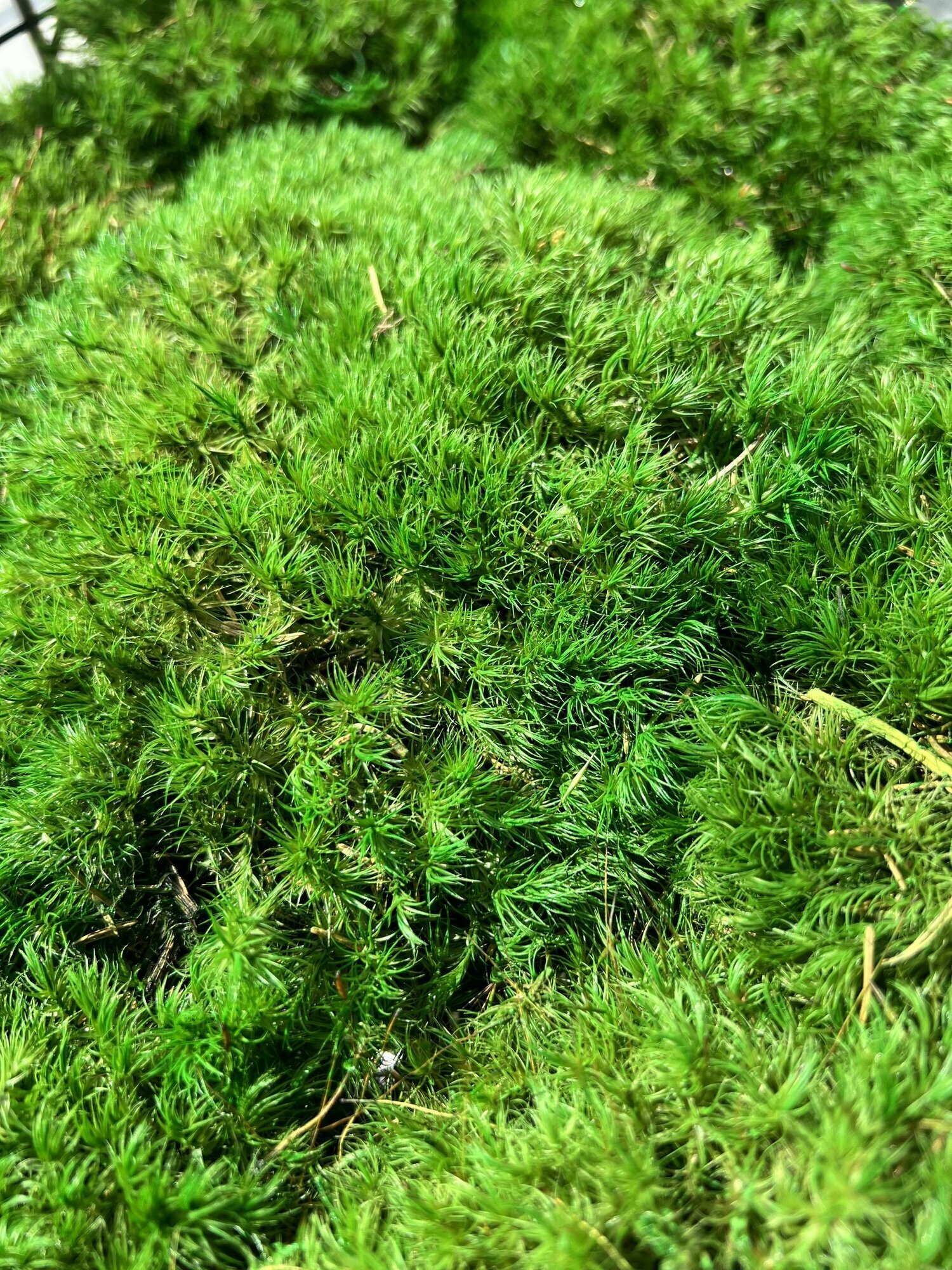 Мох лесная кочка стабилизированный салат 0.2 кв. м.