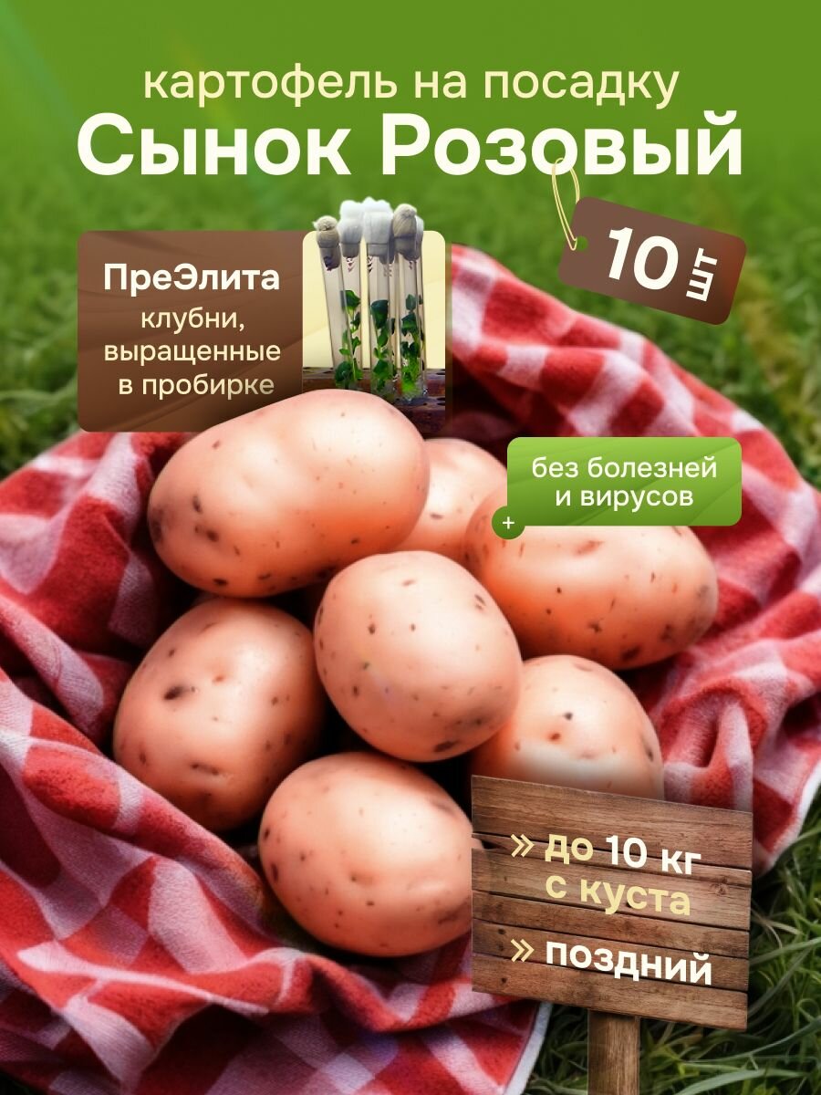Клубни (мерисистема) элитного картофеля на посадку Преэлита "Сынок Розовый" 10 шт (поздний)