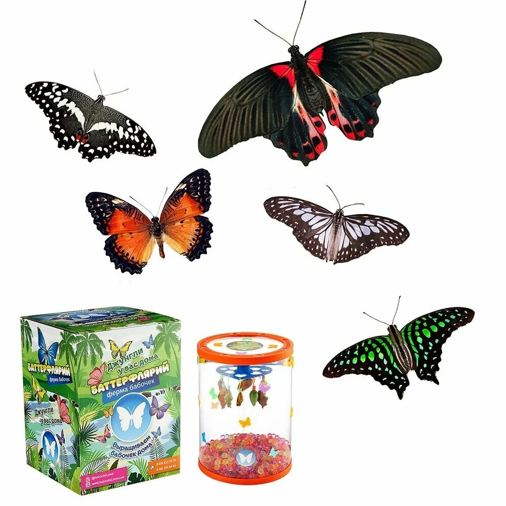 Домашняя ферма бабочек "Баттерфлярий" на 5 куколок от Babochki.Moscow / инсектарий