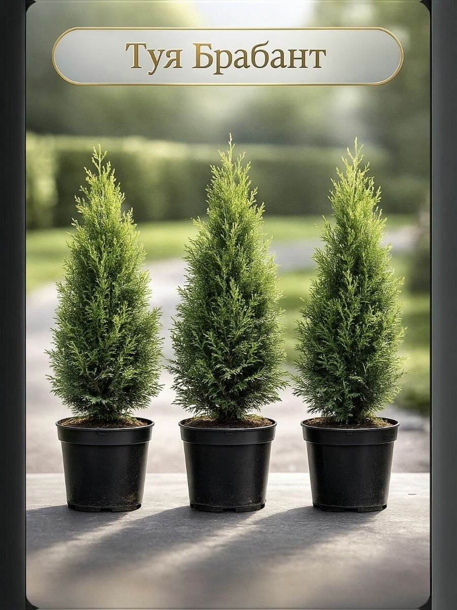 Туя Брабант, живая изгородь, высота 35 см, круглогодичная посадка, 3 шт.