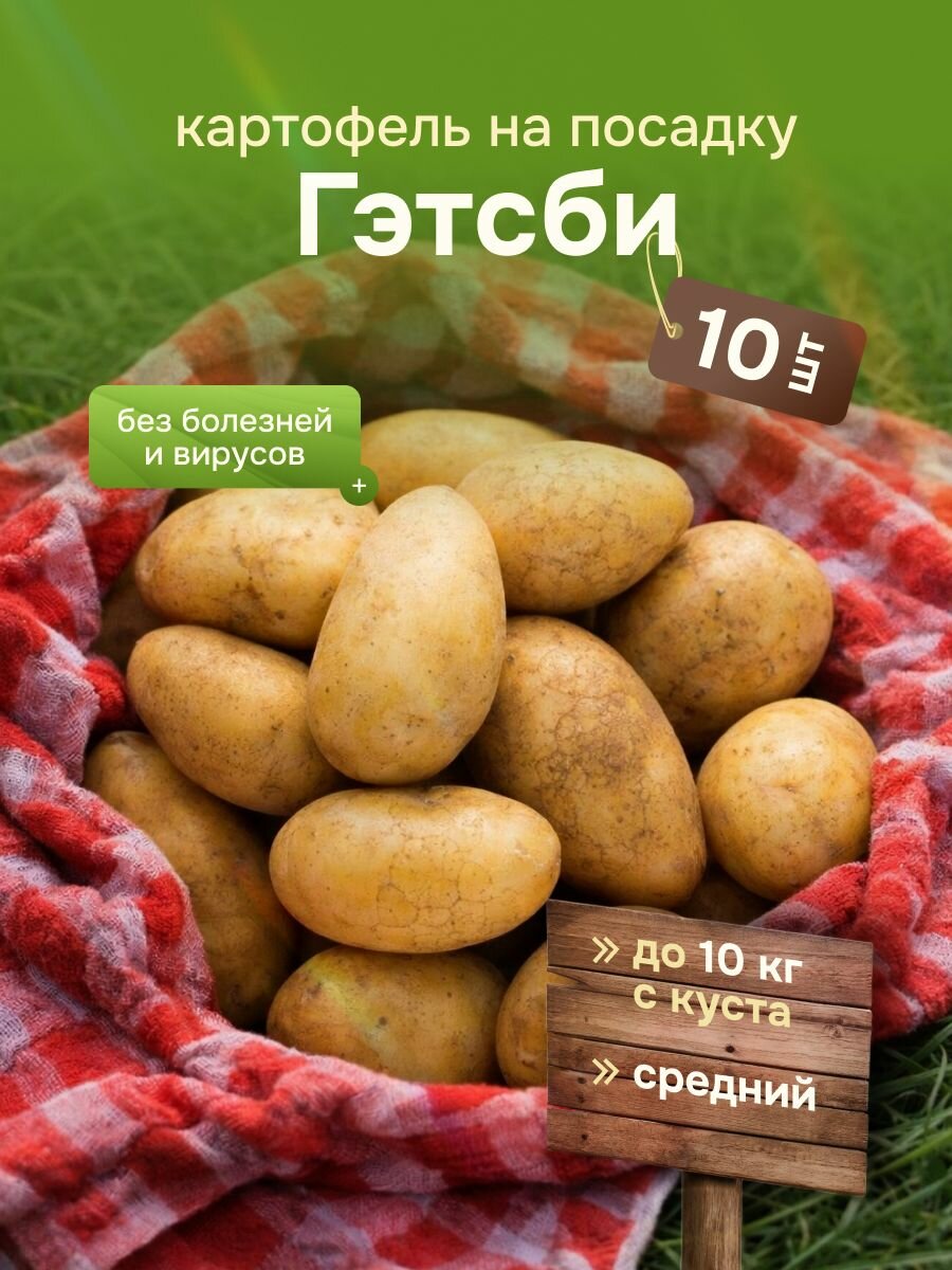 Семенной картофель на посадку Гэтсби 10 шт (средний)