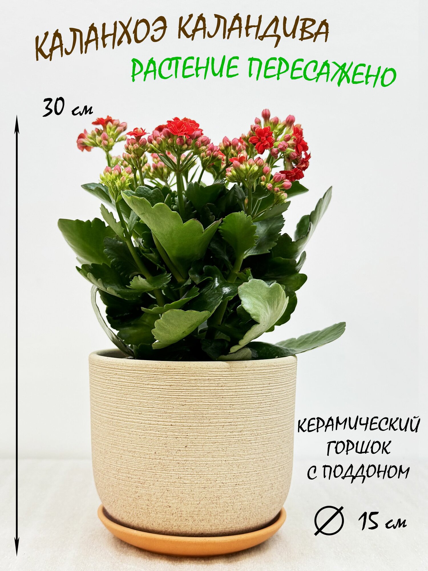Каланхоэ Каландива красное в кремовом керамическом горшке с поддоном, высота 25-30см