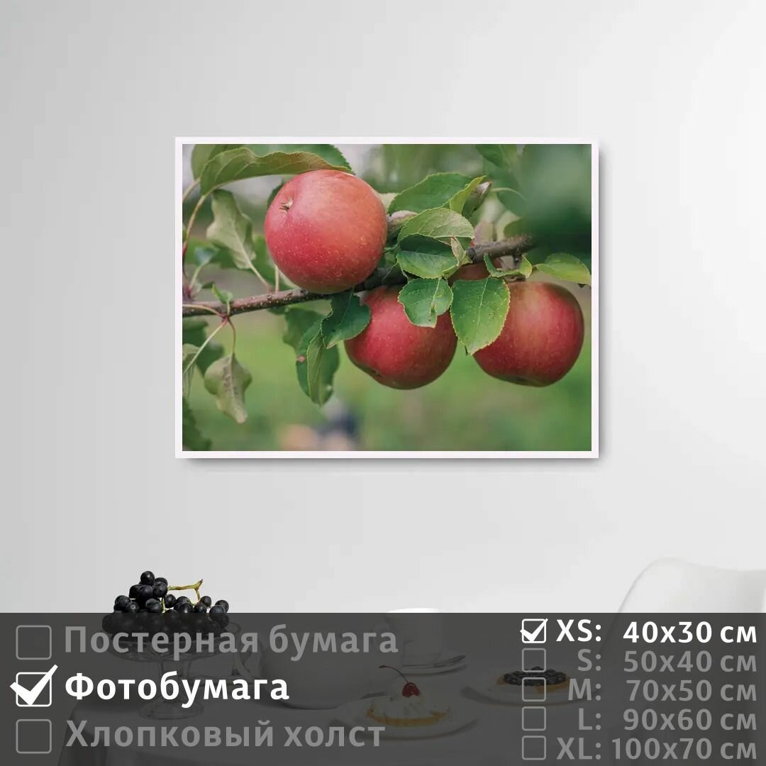 Постер на фотобумаге Красные Яблоки На Ветке Яблони 40х30 см ПолиЦентр