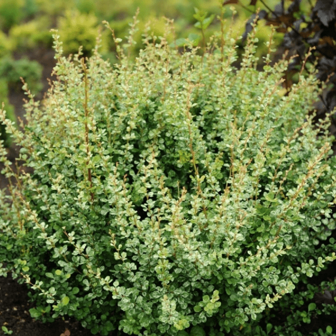 Барбарис тунберга Сильвер Бьюти (1 саженец в горшке Р9), Нидерланды