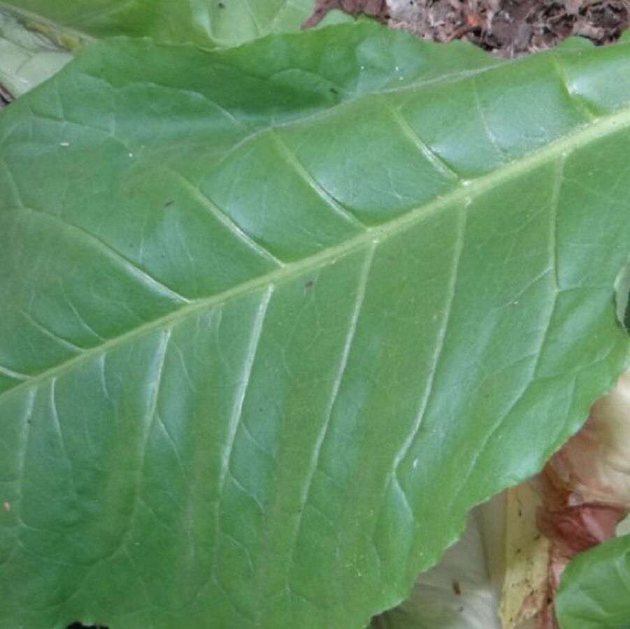 Семена Орешка Табак Vuelta Abajo 300 ШТ