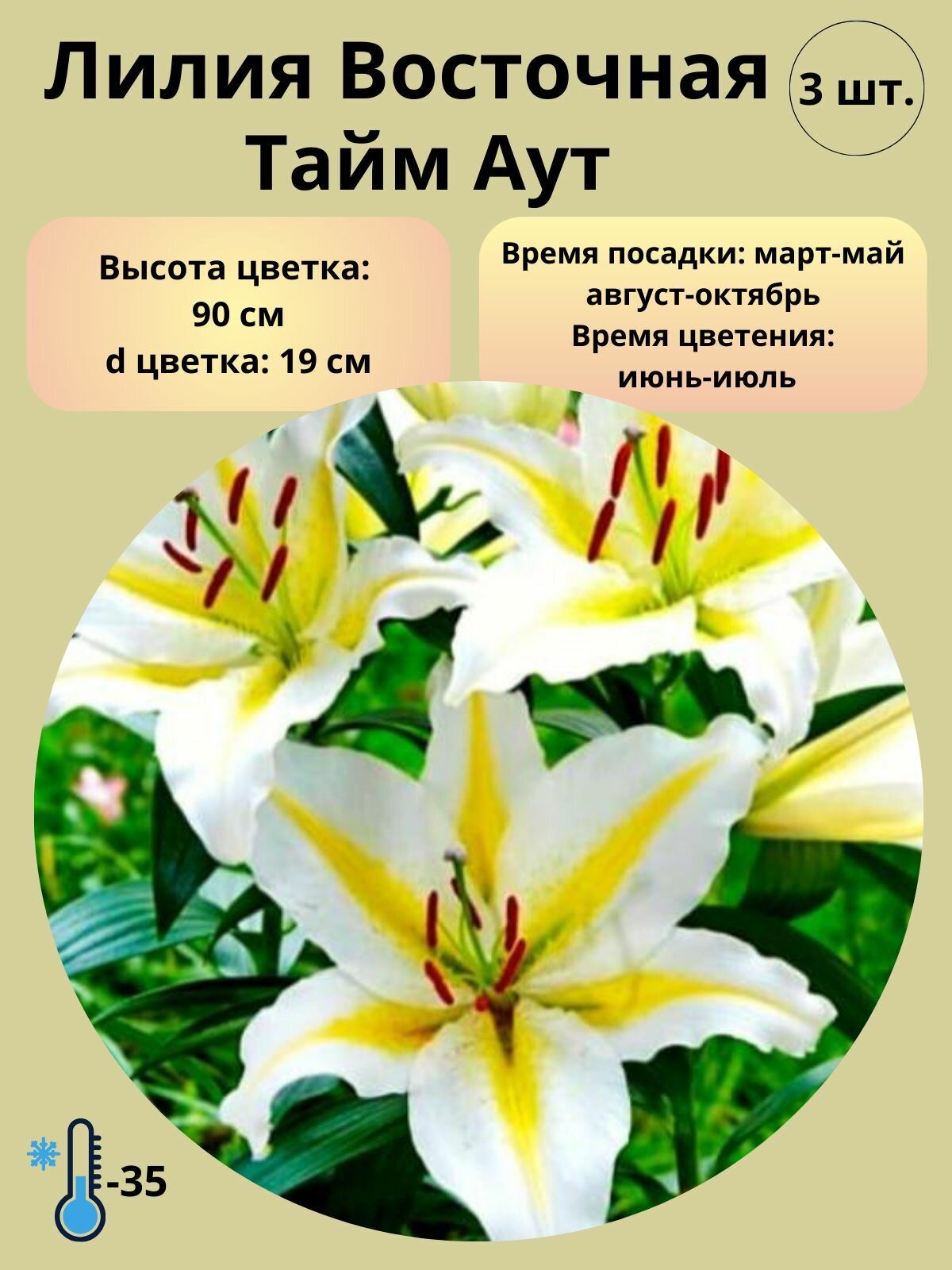 Лилия Восточная, луковицы 3 шт