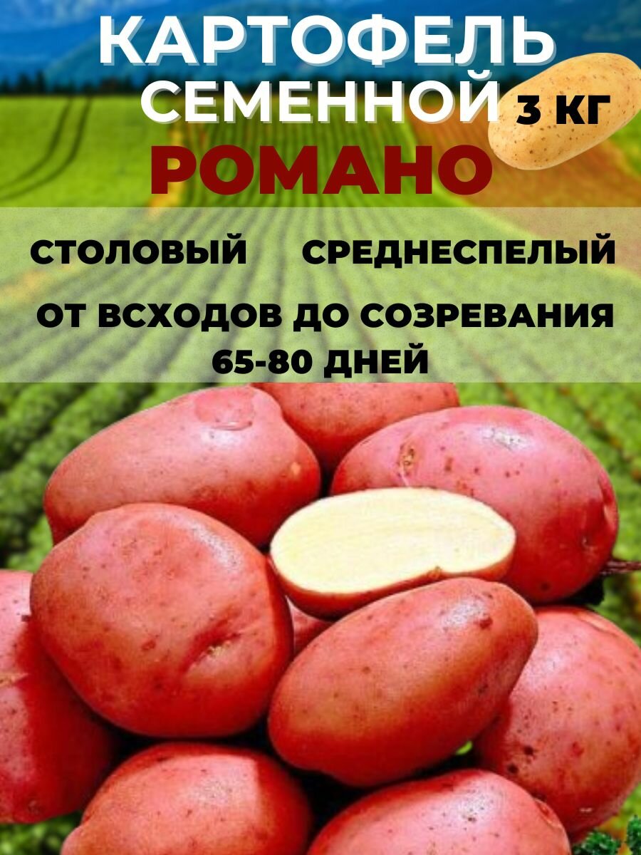 Картофель семенной