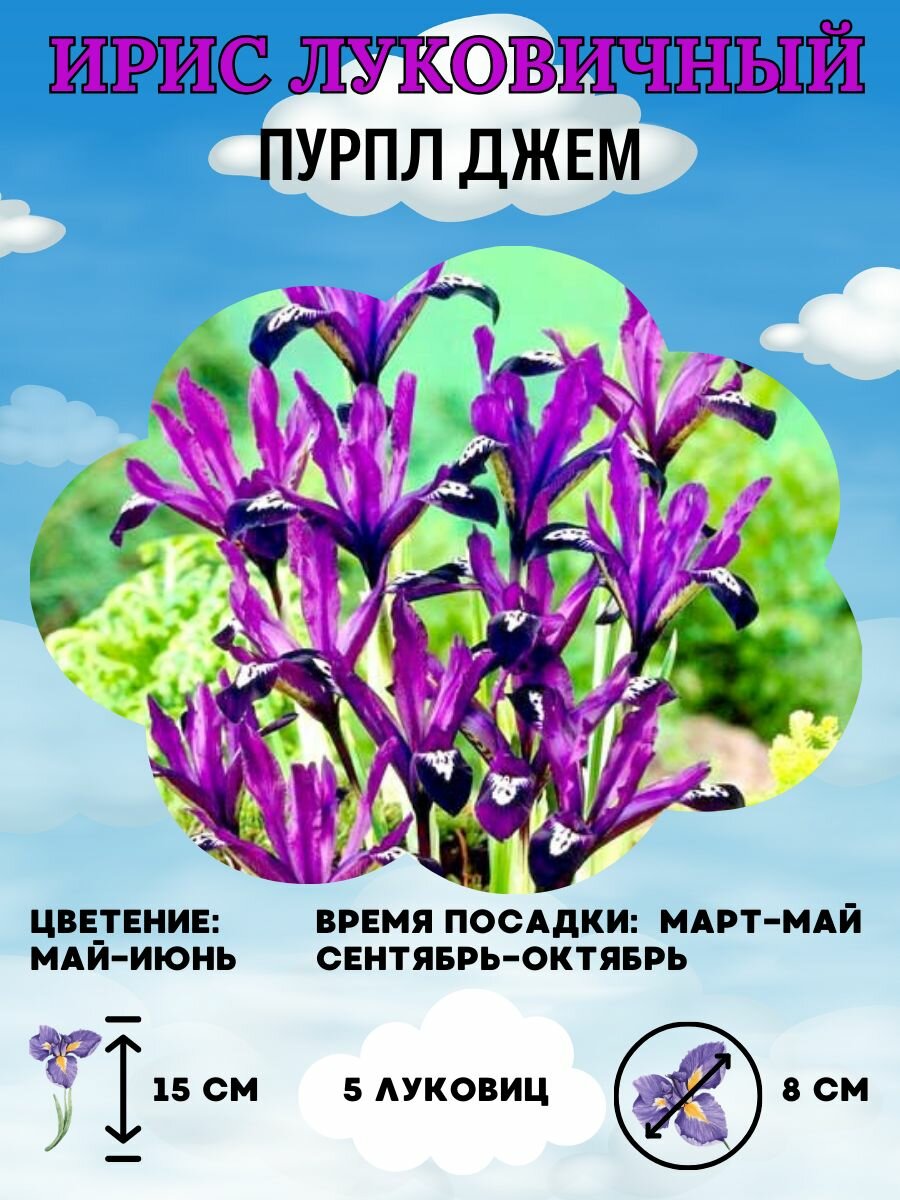 Ирис луковичный 5шт.