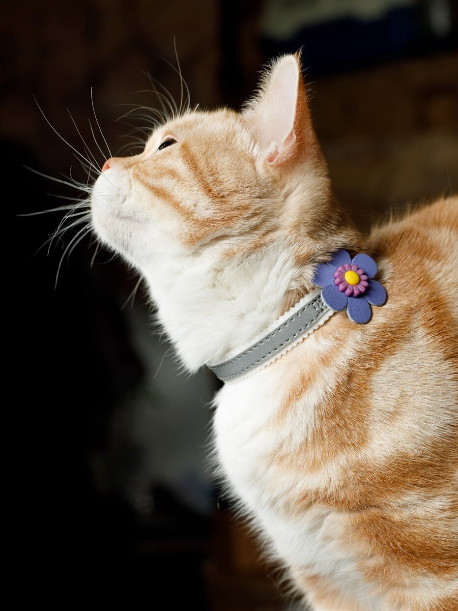 Безопасный мягкий ошейник Japan Premium Pet "Вот и Лето Пришло" с системой защиты от удушения с фиолетовым цветком, размер S