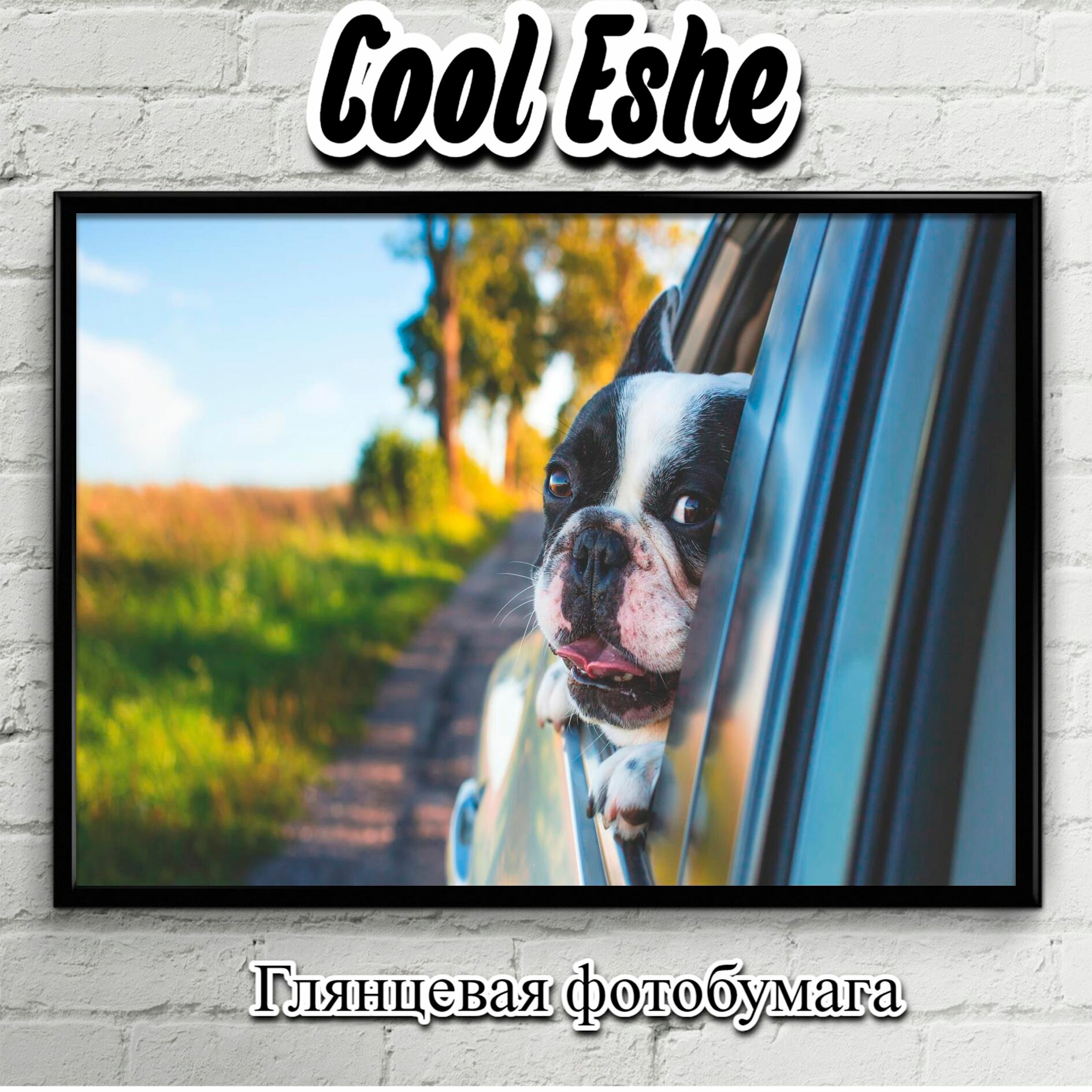 Постер "Французский бульдог в окне машины" из коллекции "Животные" А3