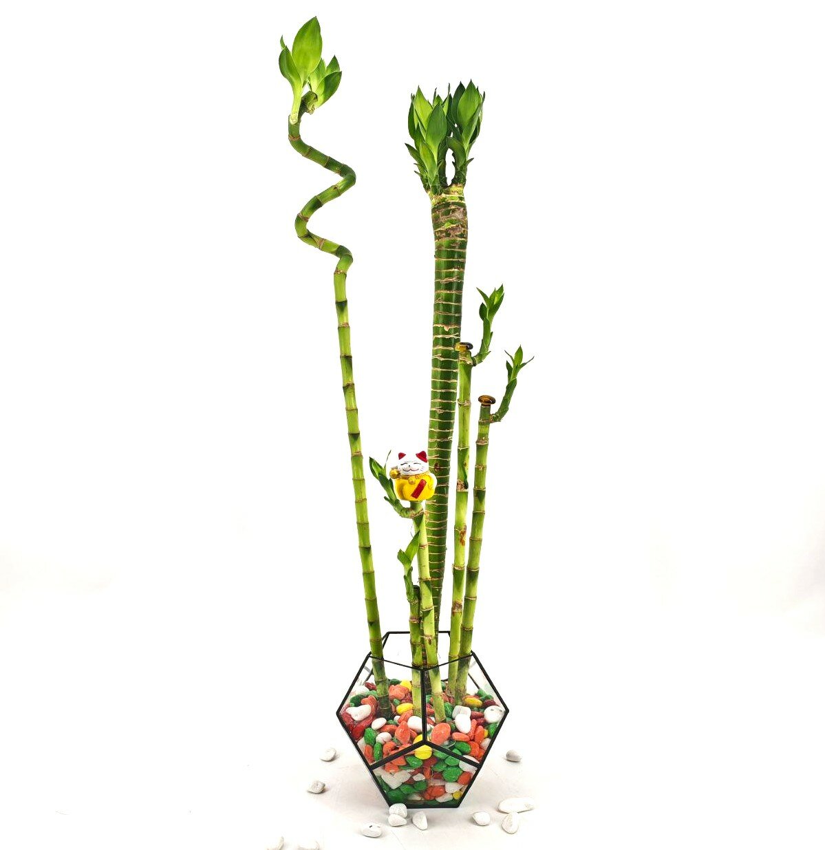 Дизайнерская композиция бамбук в вазе флорариум. "Счастливый Бамбук" - Drасаеnа Luсky Ваmbоо. Драцена Сандериана ( Drасаеnа Sаndеriаnа )