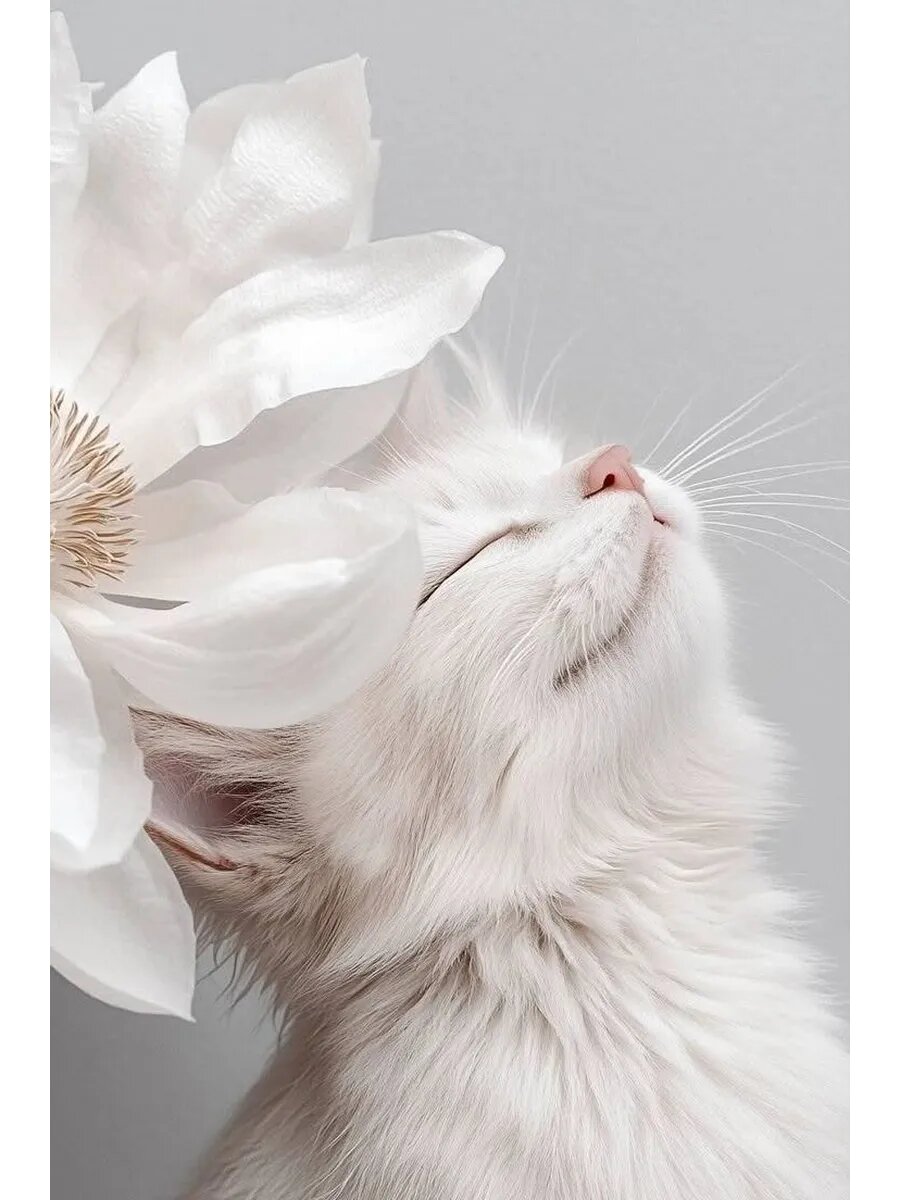 Картина по номерам белый кот