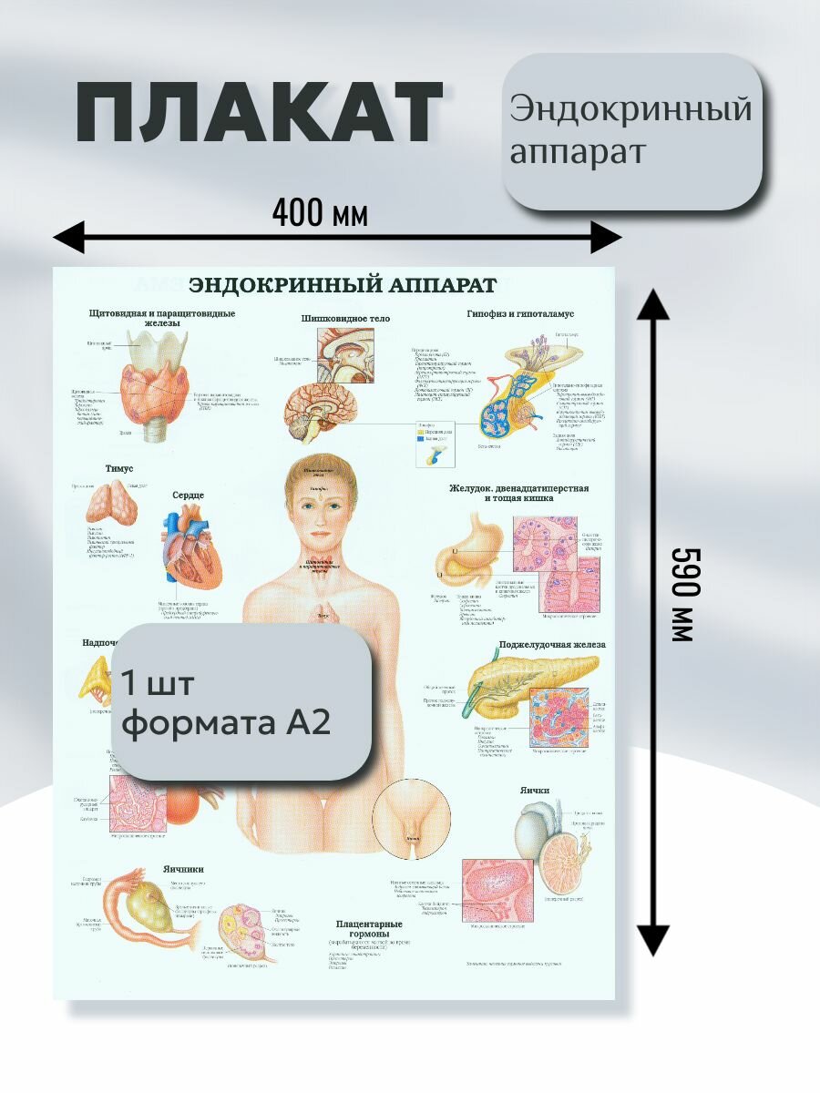 Плакат "Эндокринная Система", А2, фотобумага, белый, 60х40 см
