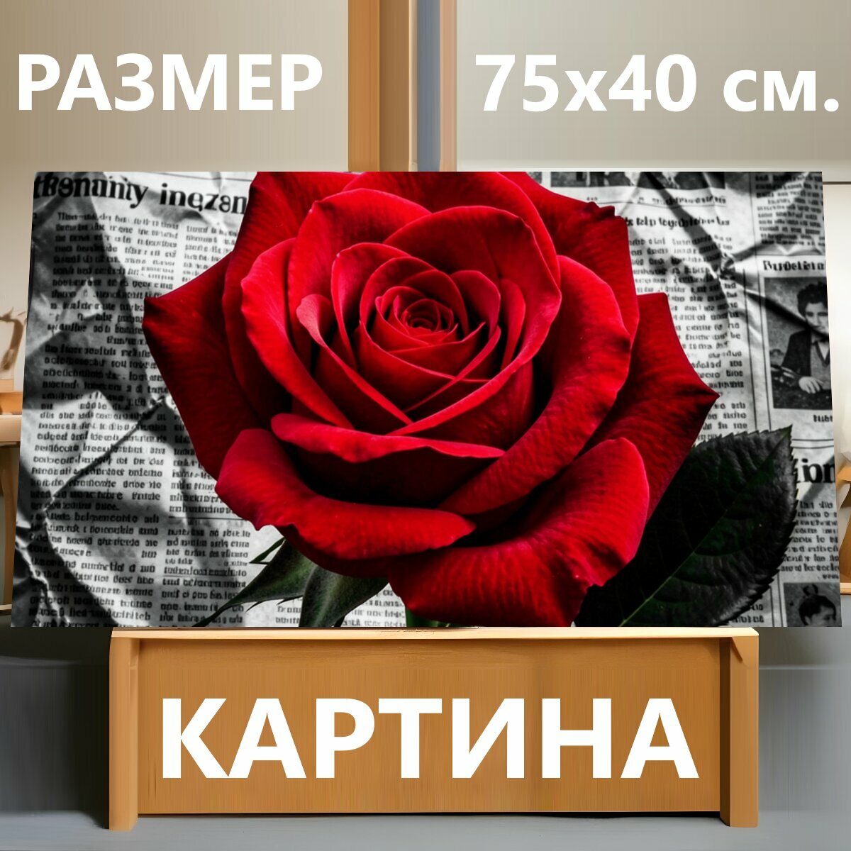Картина на холсте "Красная роза с насыщенными лепестками на фоне черно-белых смятых газет" на подрамнике 75х40 см. для интерьера
