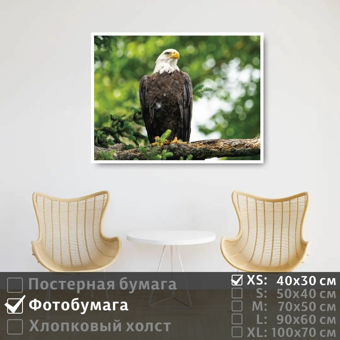 Постер на фотобумаге Орел Сидит На Ветке 40х30 см ПолиЦентр
