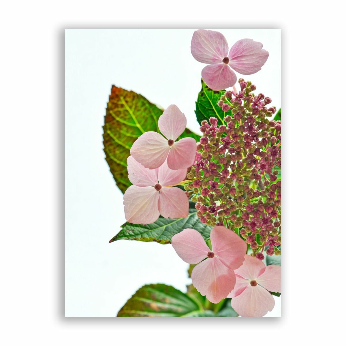 Постер цветы на бумаге / Гортензия / Размер 60 x 80 см