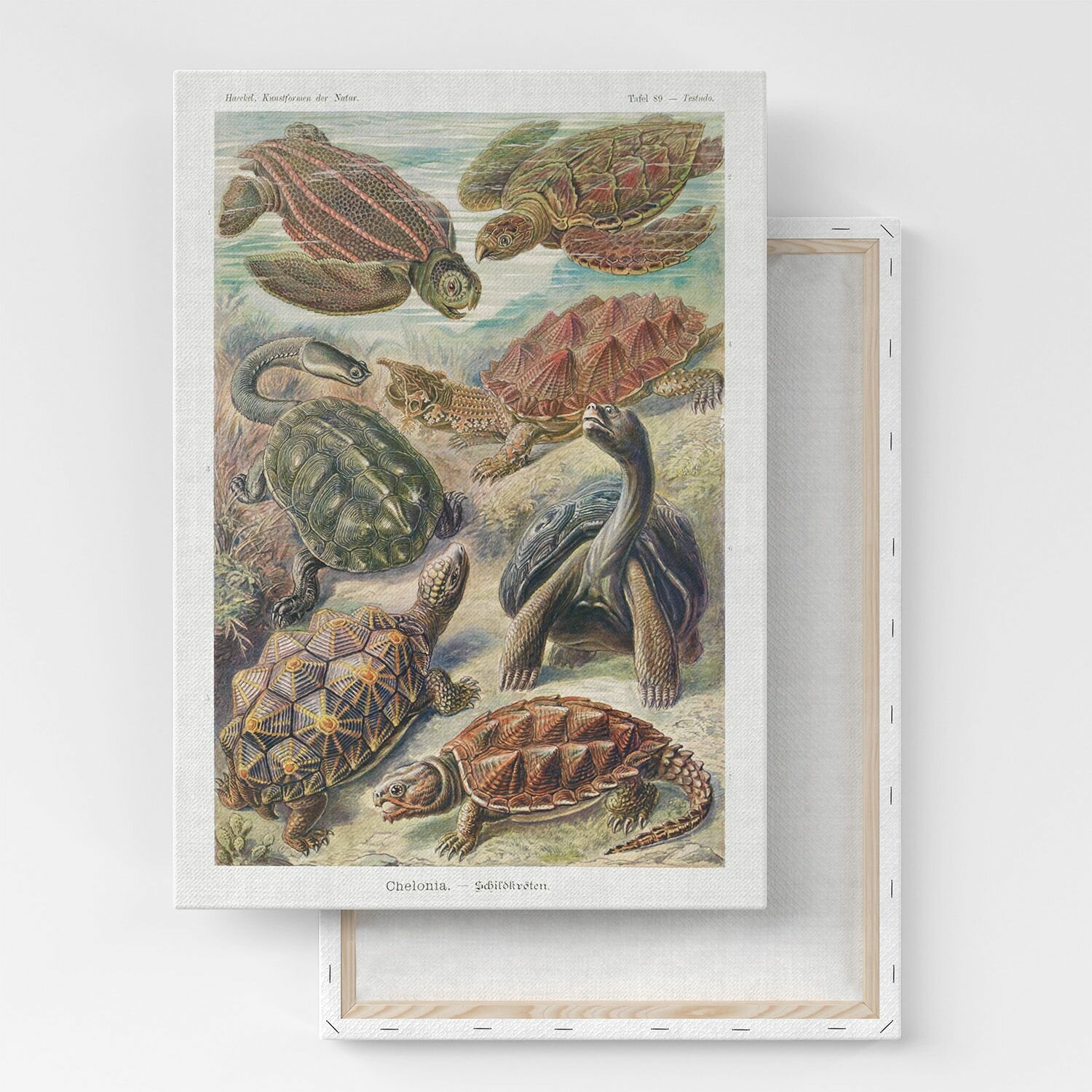 Картина на холсте, репродукция / Эрнст Геккель - Chelonia. Schildkröten / Размер 80 x 106 см