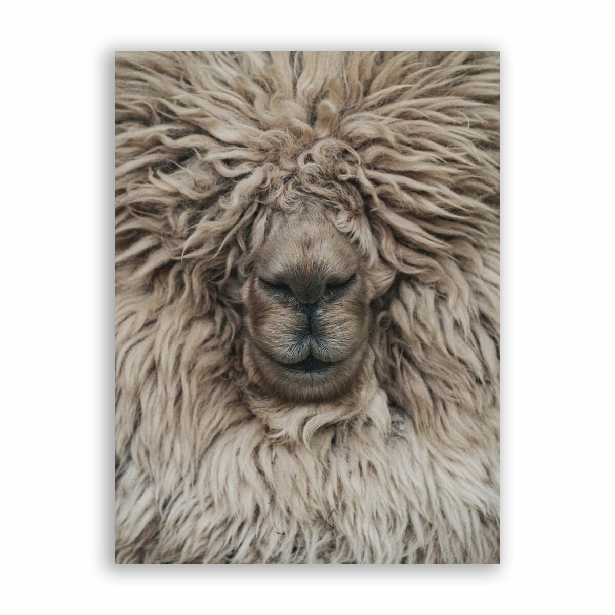 Постер, плакат на бумаге / Овцы / Размер 30 x 40 см