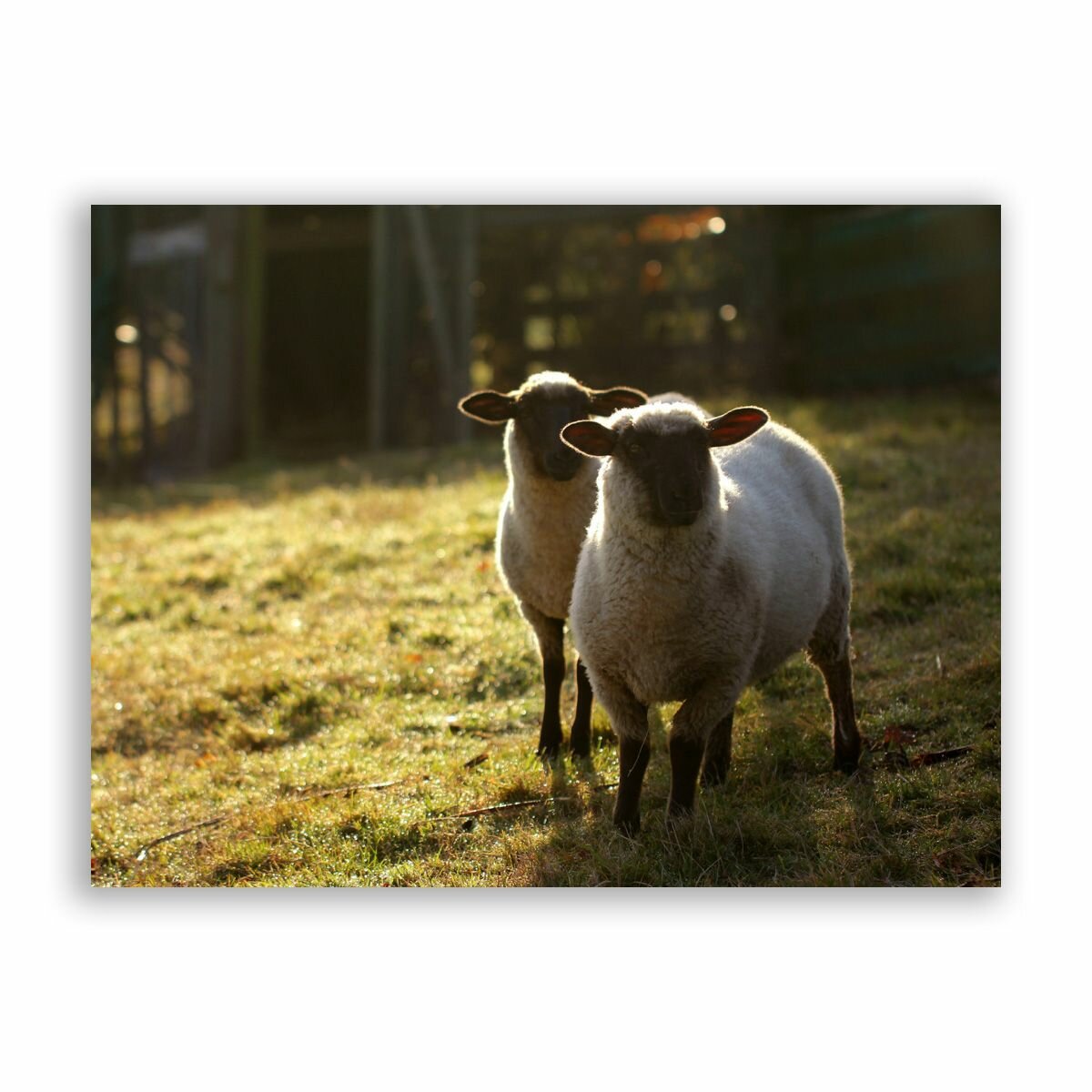 Постер, плакат на бумаге / Овцы / Размер 30 x 40 см