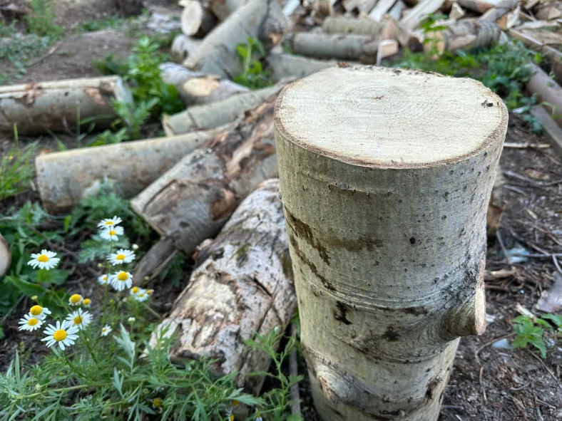 Табурет Чурка осиновая табуретка 50 см длина ширина 30 см свежая заготовка