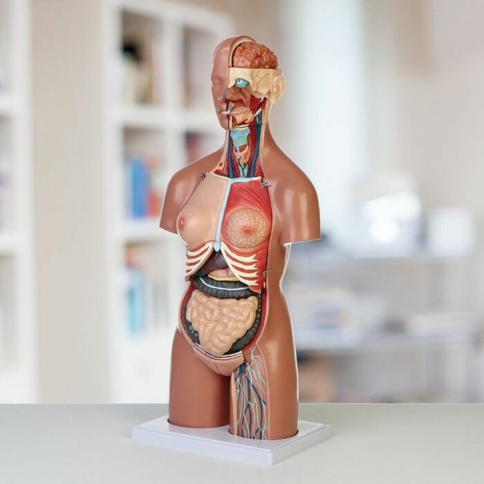 Макет "Торс женщины", анатомическая 3D модель органов брюшной полости, наглядный материал для школьников и студентов, набор по биологии для исследований строения тела, 55 х 22 х 17 см