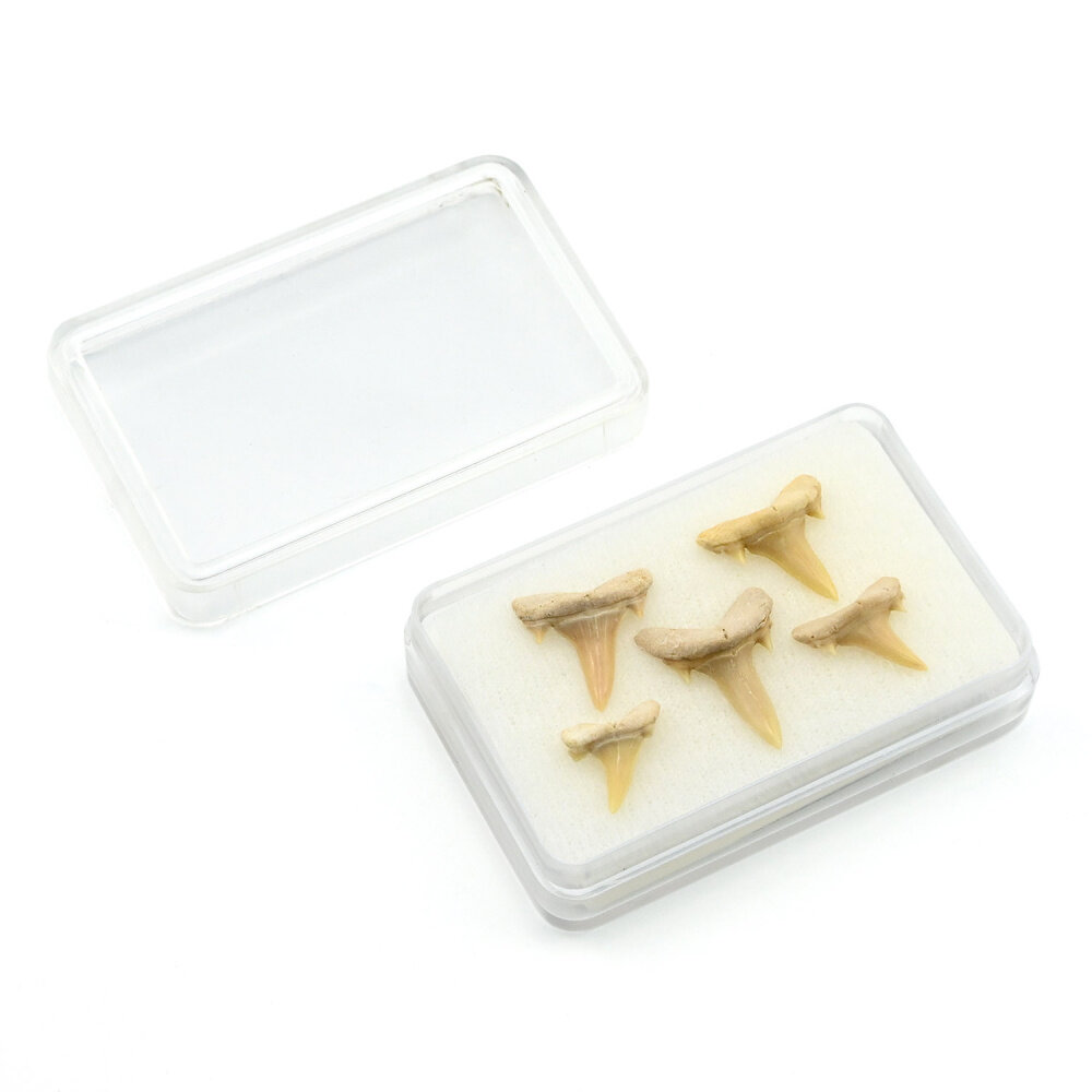 Зубы акулы "Carharias" 5шт. в блистерной упаковке .