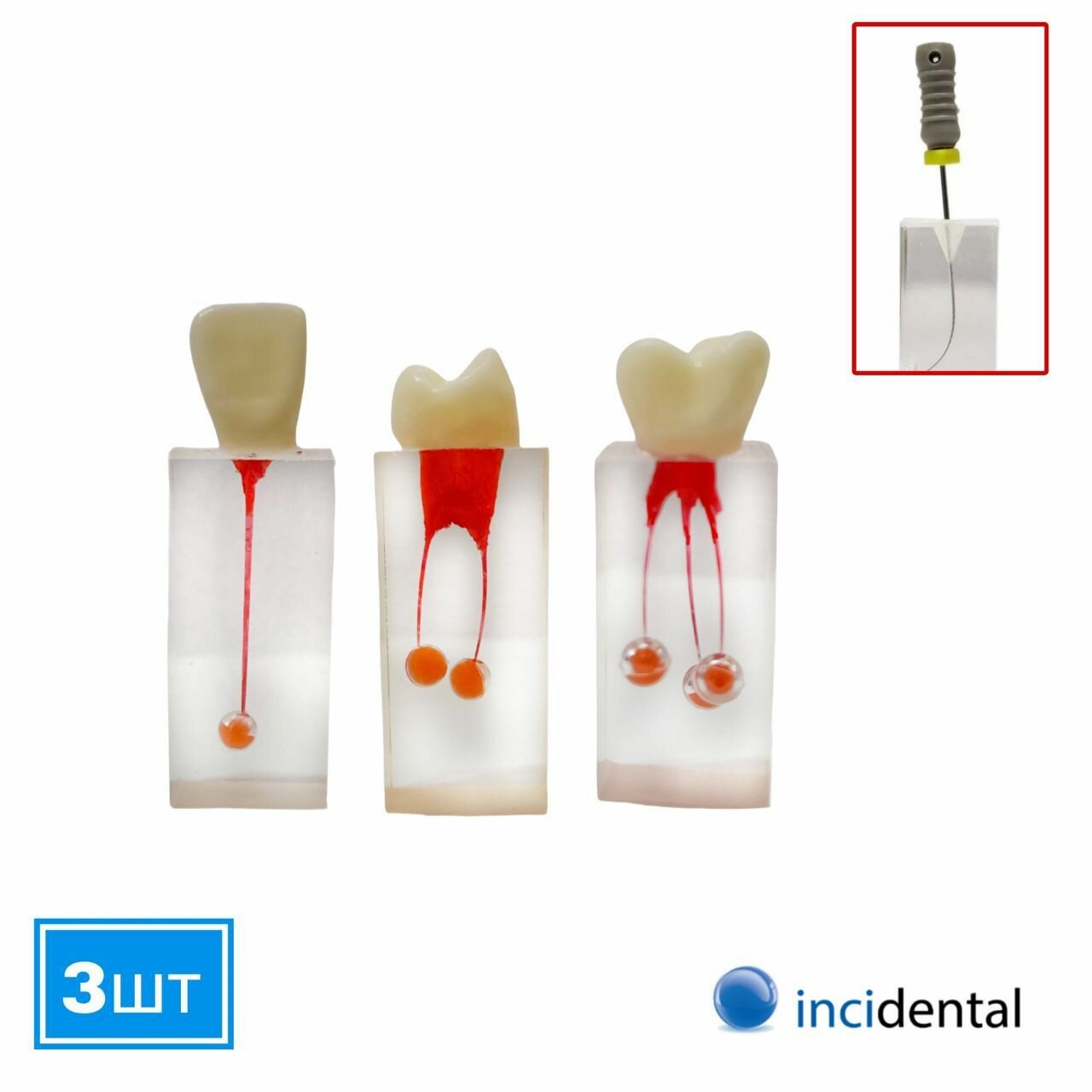 Эндоблок Incidental Дентальный канал с коронковой частью, ( резец, моляр, премоляр окрашены, в области апекса Набор 3шт ) N5/41 Прозрачные блоки для обучения и закрепления эндодонтических навыков .