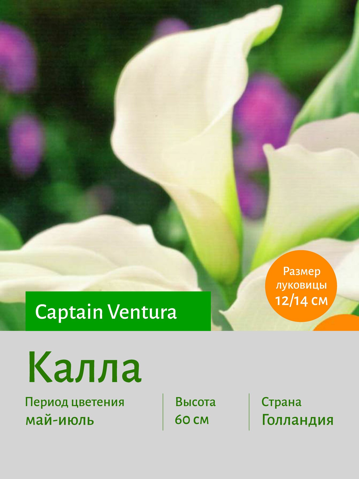 Калла Каптайн Вентура (Captain Ventura) 10 шт сотка