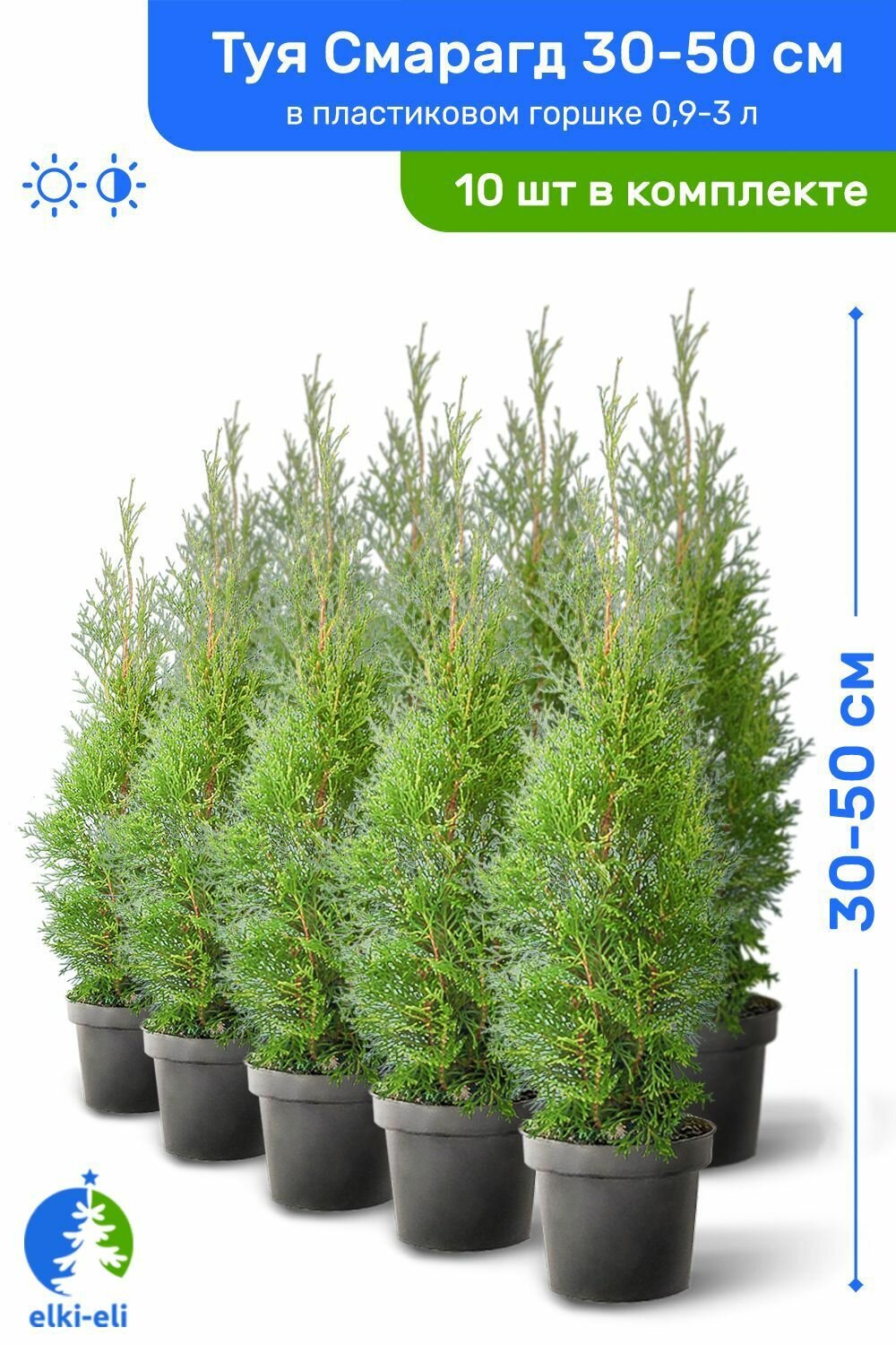 Туя западная Смарагд 30-50 см в пластиковом горшке 0,9-3 л, саженец, хвойное живое растение, комплект из 10 шт
