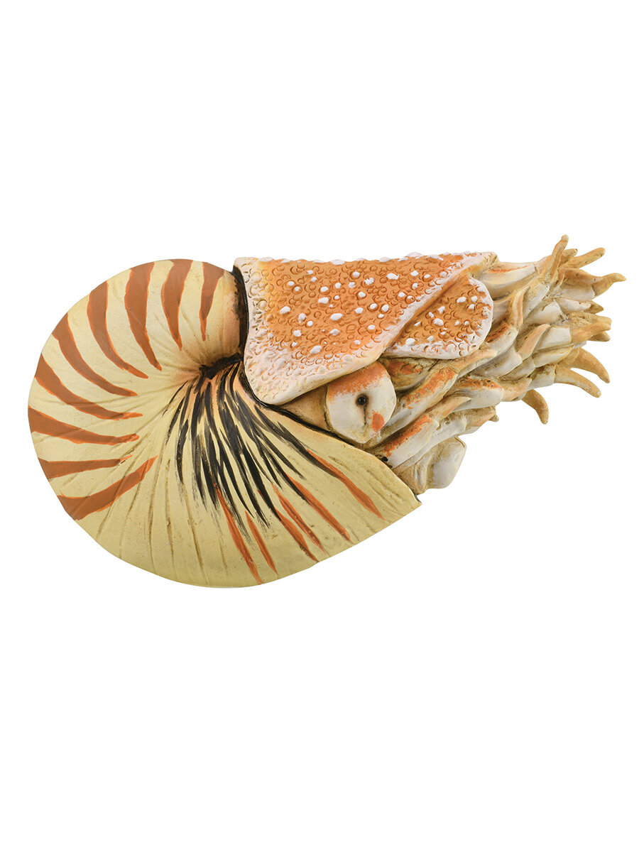 Collecta Фигурка Моллюск Наутилус Помпилиус XL 88907b с 3 лет