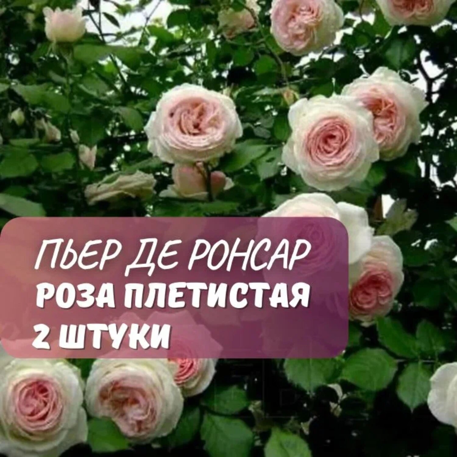 Роза плетистая Пьер де Ронсар , 2 саж , многолетняя , розовая