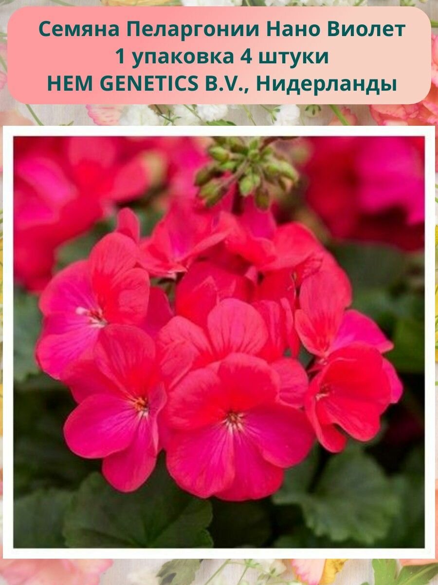 Пеларгония Нано Виолет 1 упаковка 4 штуки, HEM GENETICS B.V, Нидерланды
