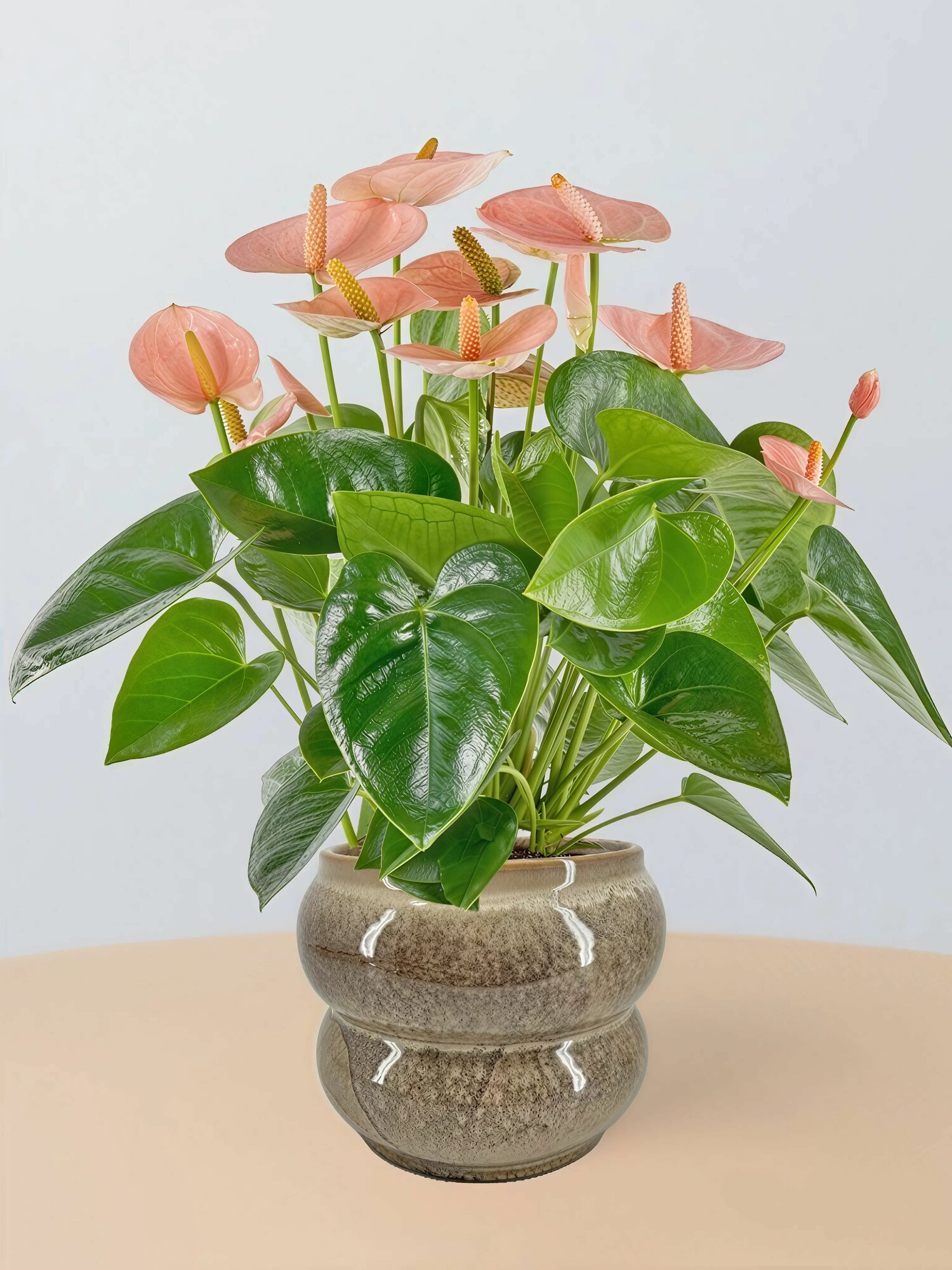 Антуриум GREEN TOWN "Спирит", живой (мужское счастье), декоративно-цветущий, высота 21 см