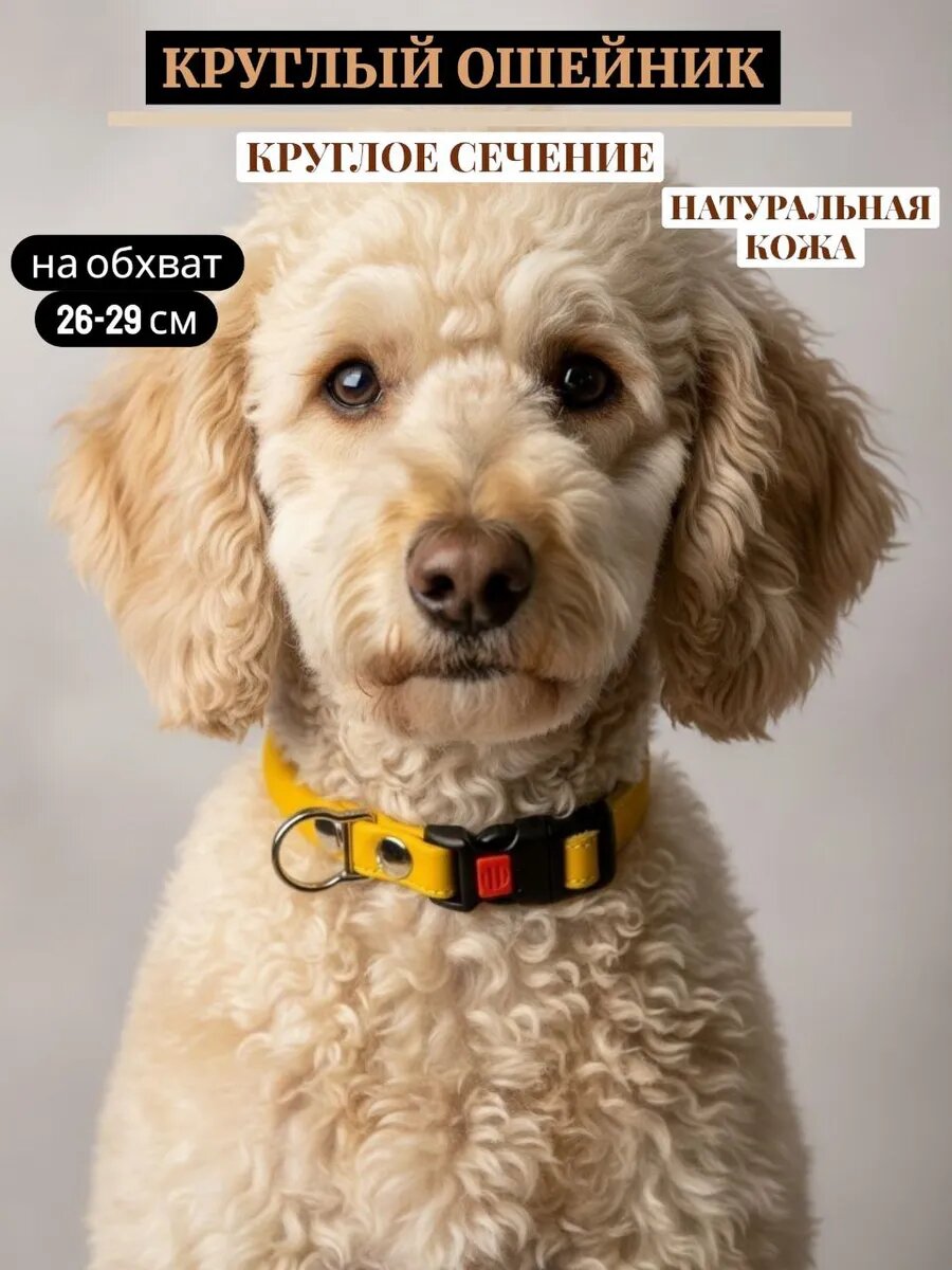 Dogbond Ошейник для шпица круглый кожаный 26-29 см