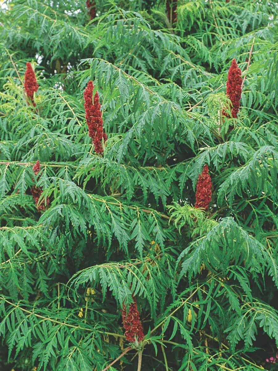 Сумах голый семена 25 штук