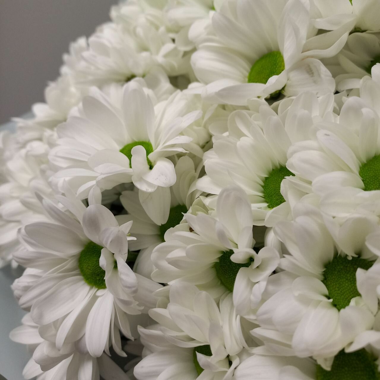 Букет Well-Flowers, круглый, монобукет, хризантемы, 19 штук, высота 60см, букет свежих цветов — фото 1