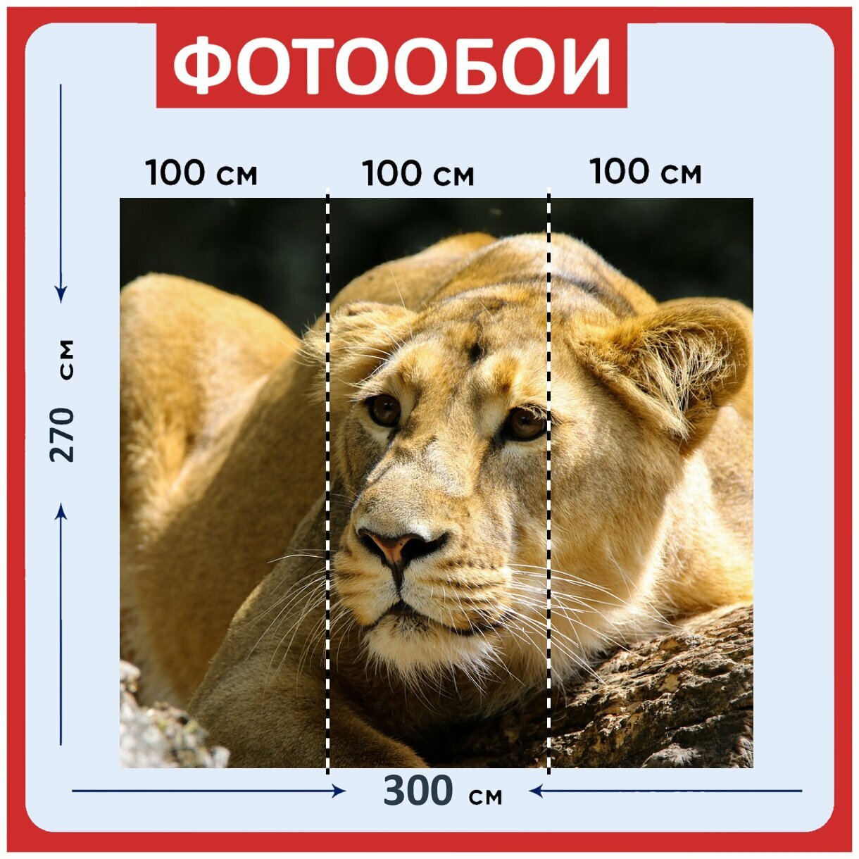 Фотообои ударопрочные моющиеся "Лев, львица, животное" 300x270 см. флизелиновые на стену