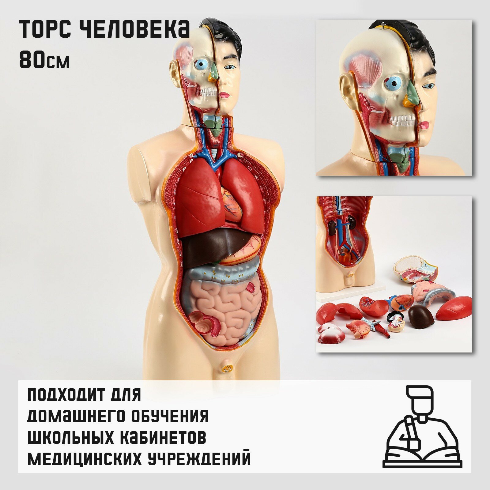 Анатомическая модель «Макет торса человека», размер 80 см, реалистичные пропорции