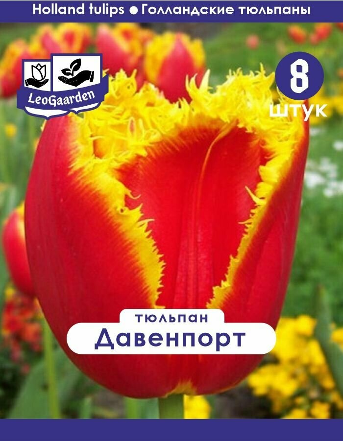 Тюльпан Луковица, Давенпорт, 8 шт неочищенные