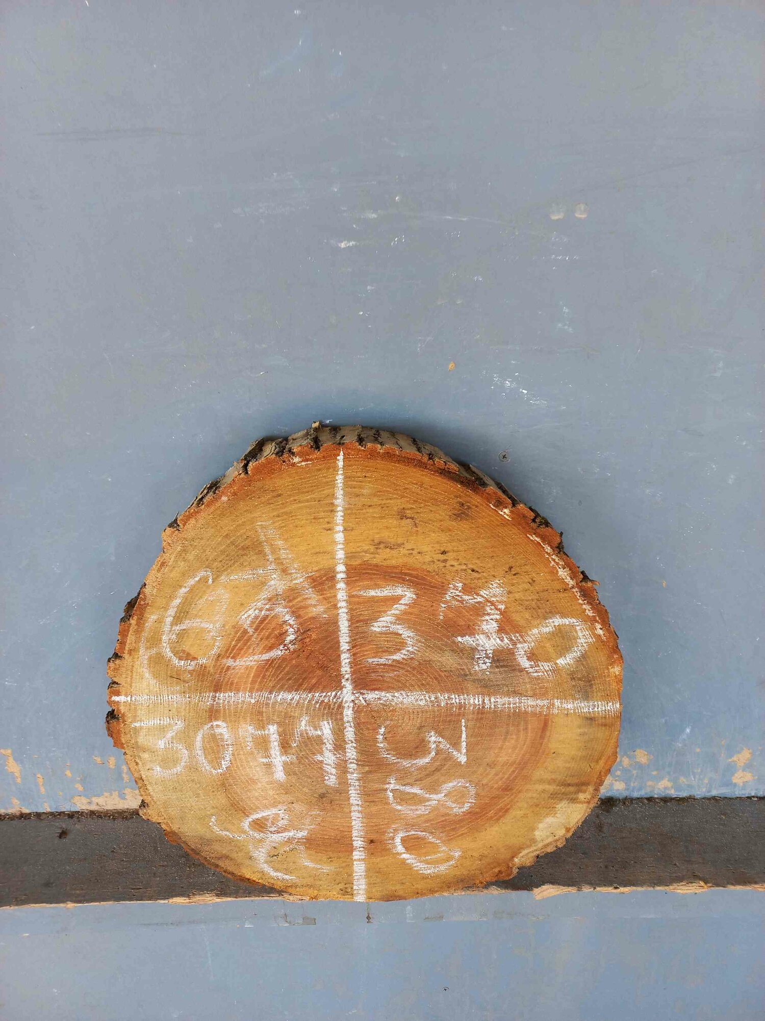 Спил торцевой Доклес №3077 ясень, для столешниц и подоконников