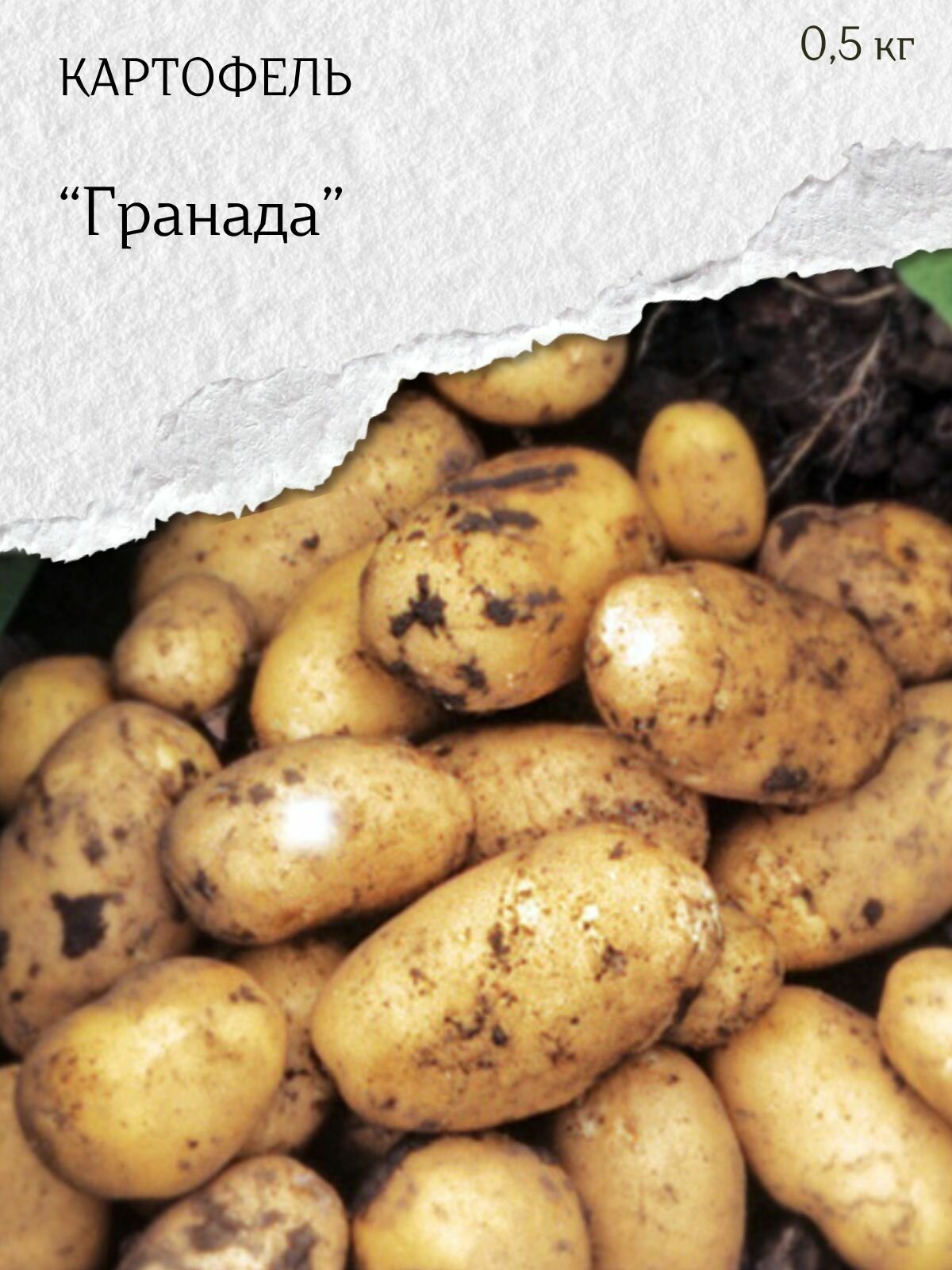 Картофель семенной белый Гранада клубни на посадку 500 гр.
