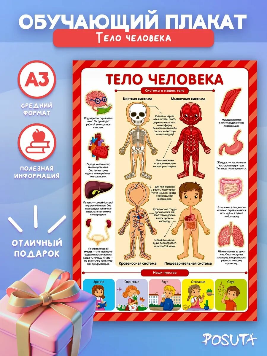 Обучающие постеры на стену Тело человека