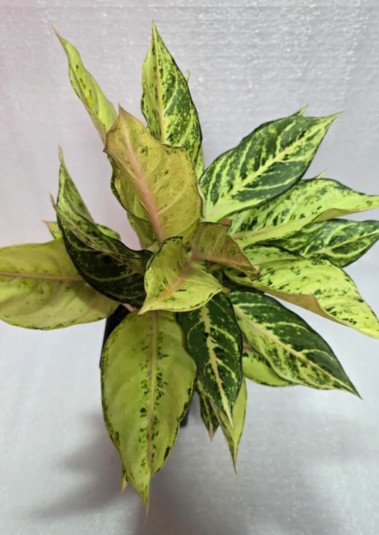 Аглаонема Лакки 1 росток 20-25 см