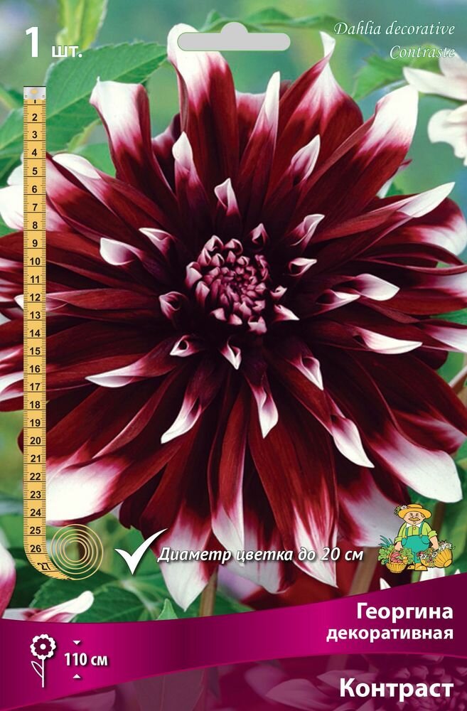 Семена Георгина многолетняя декоративная Контраст 1 шт