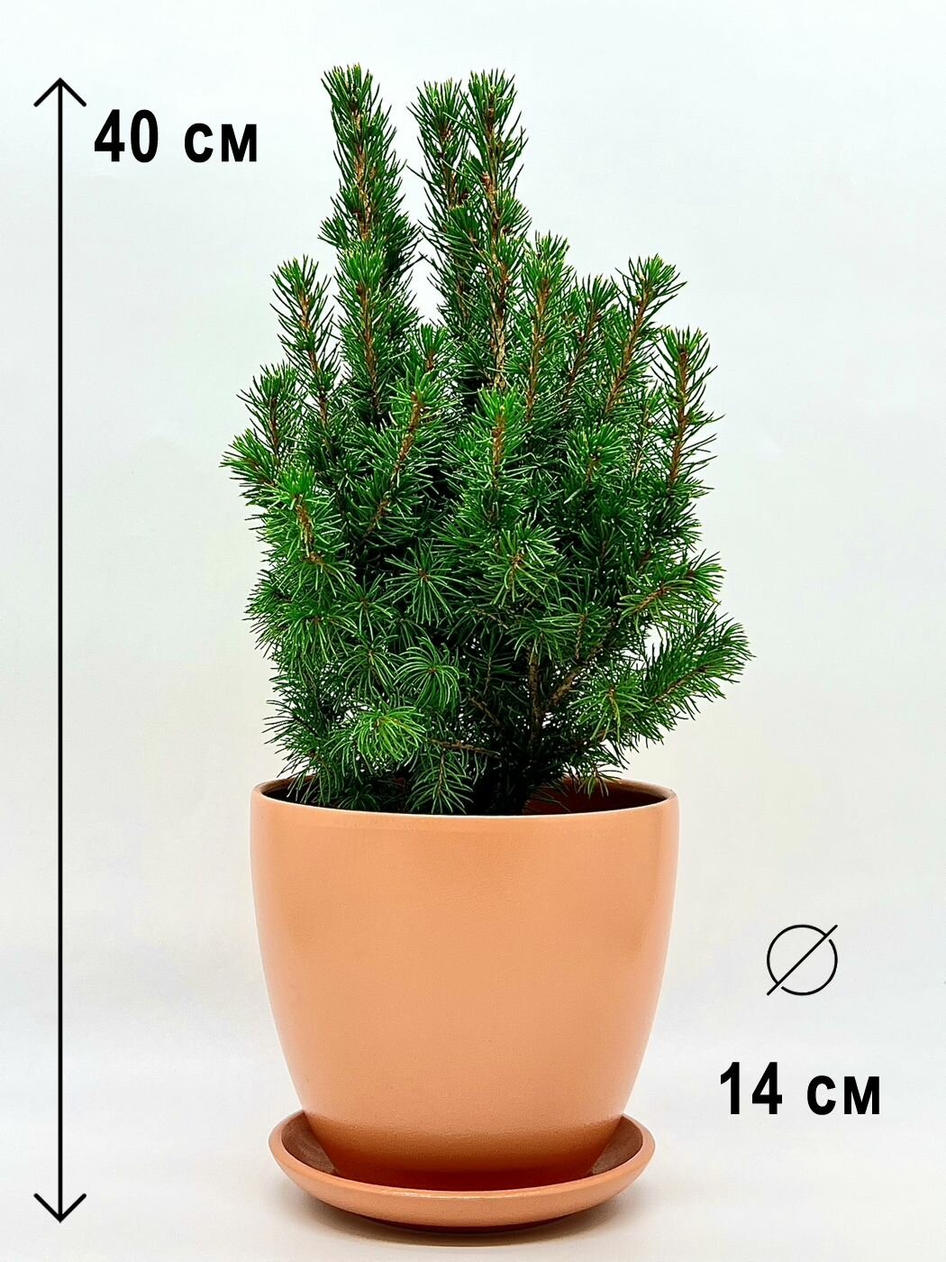 Ель живая Коника в керамическом кремово-оранжевом горшке с поддоном, высота композиции 30-35см