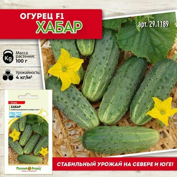 Огурец Хабар