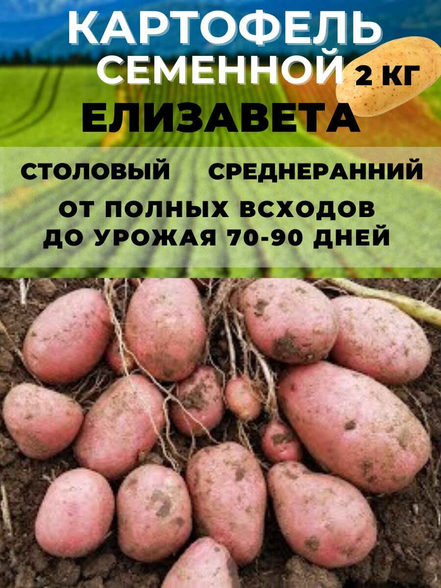Картофель семенной