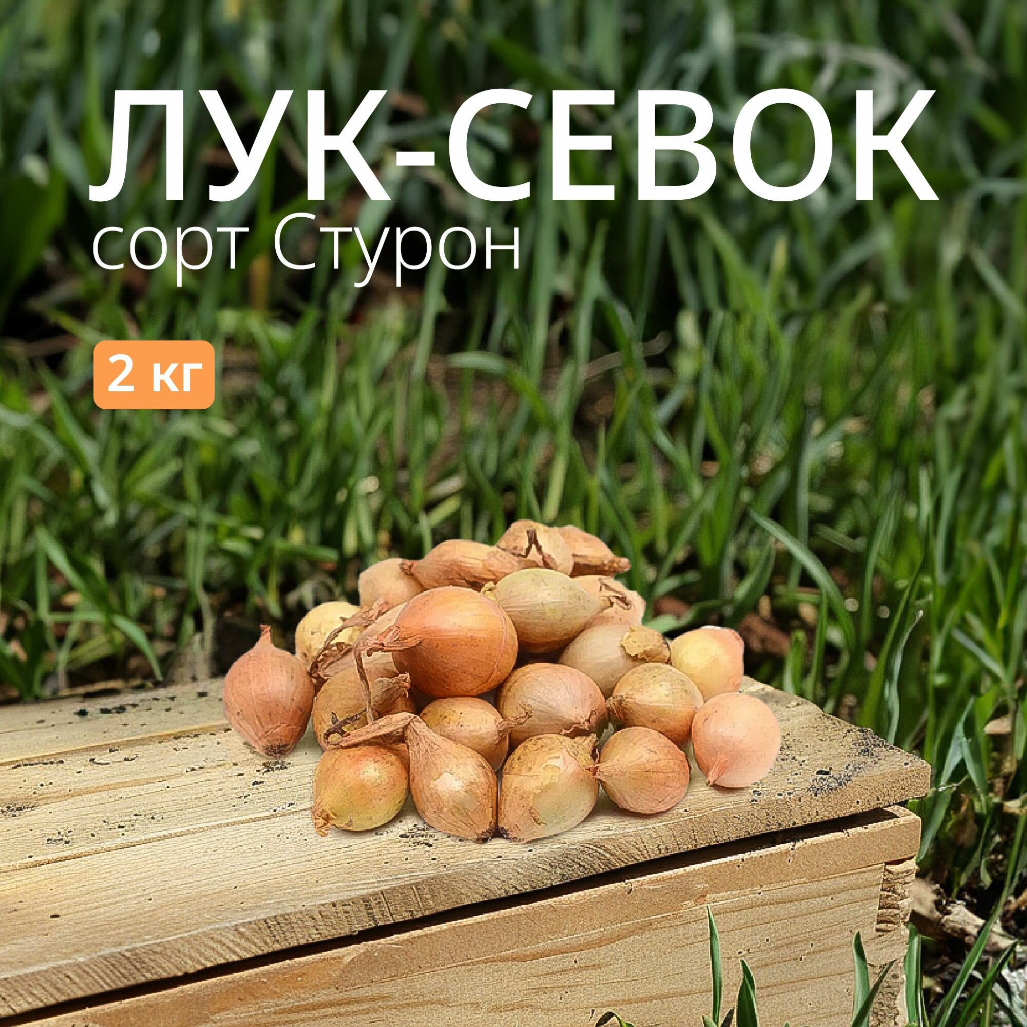 Лук севок Стурон 2 кг. Урожай 2023