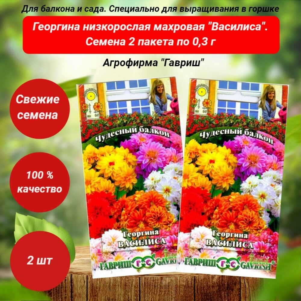 Семена георгина низкорослая "Василиса" для балкона и подоконника. Агрофирма "Гавриш". Набор семян георгин 2 шт. Подарок внутри.